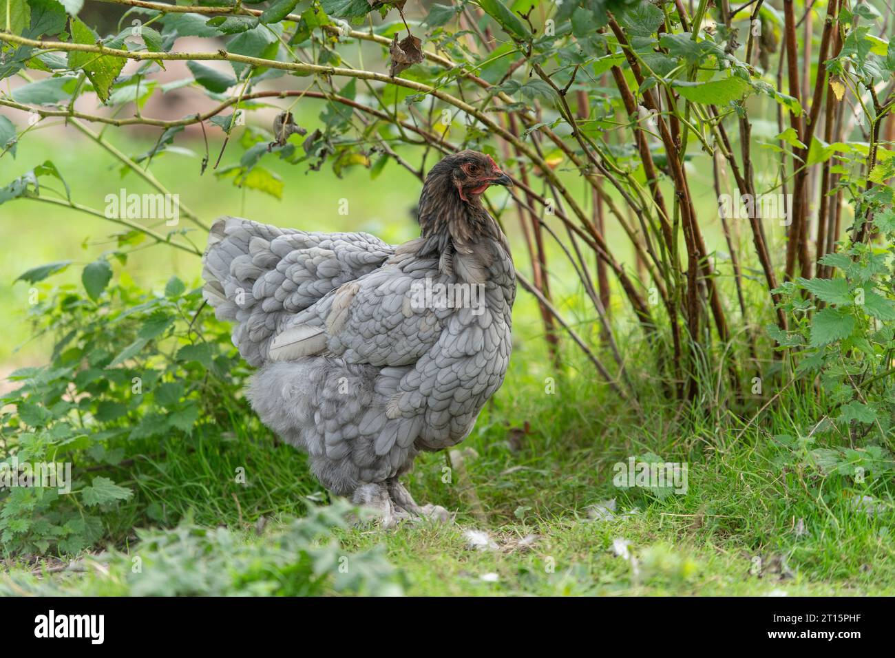 Healthy and happy hen hi-res stock photography and images - Alamy