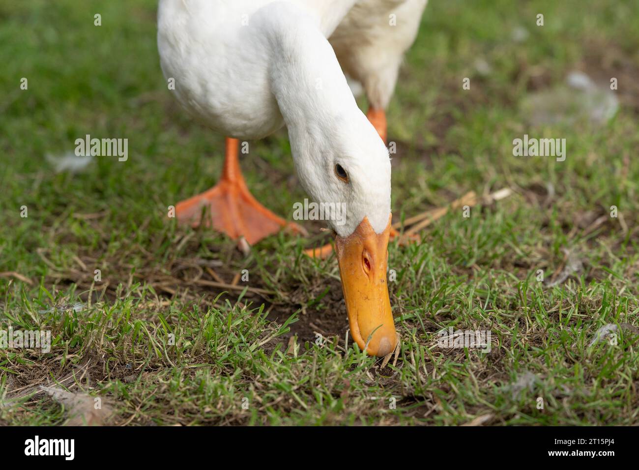 white duck grazing Stock Photo - Alamy