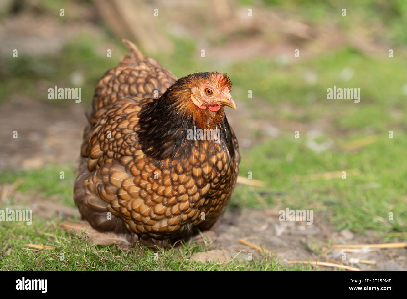 chocolate laced Pekin bantam Stock Photo - Alamy