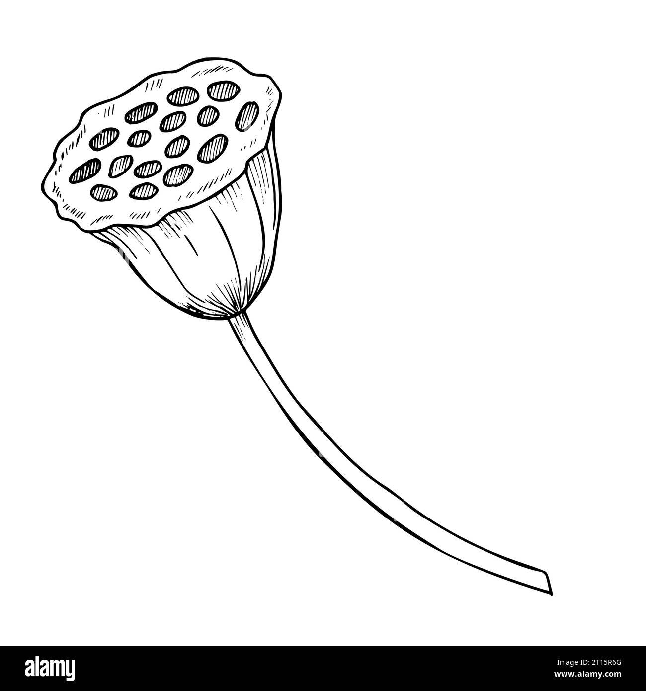 Lotus Plant with Seeds. Hand drawn vector illustration on isolated ...