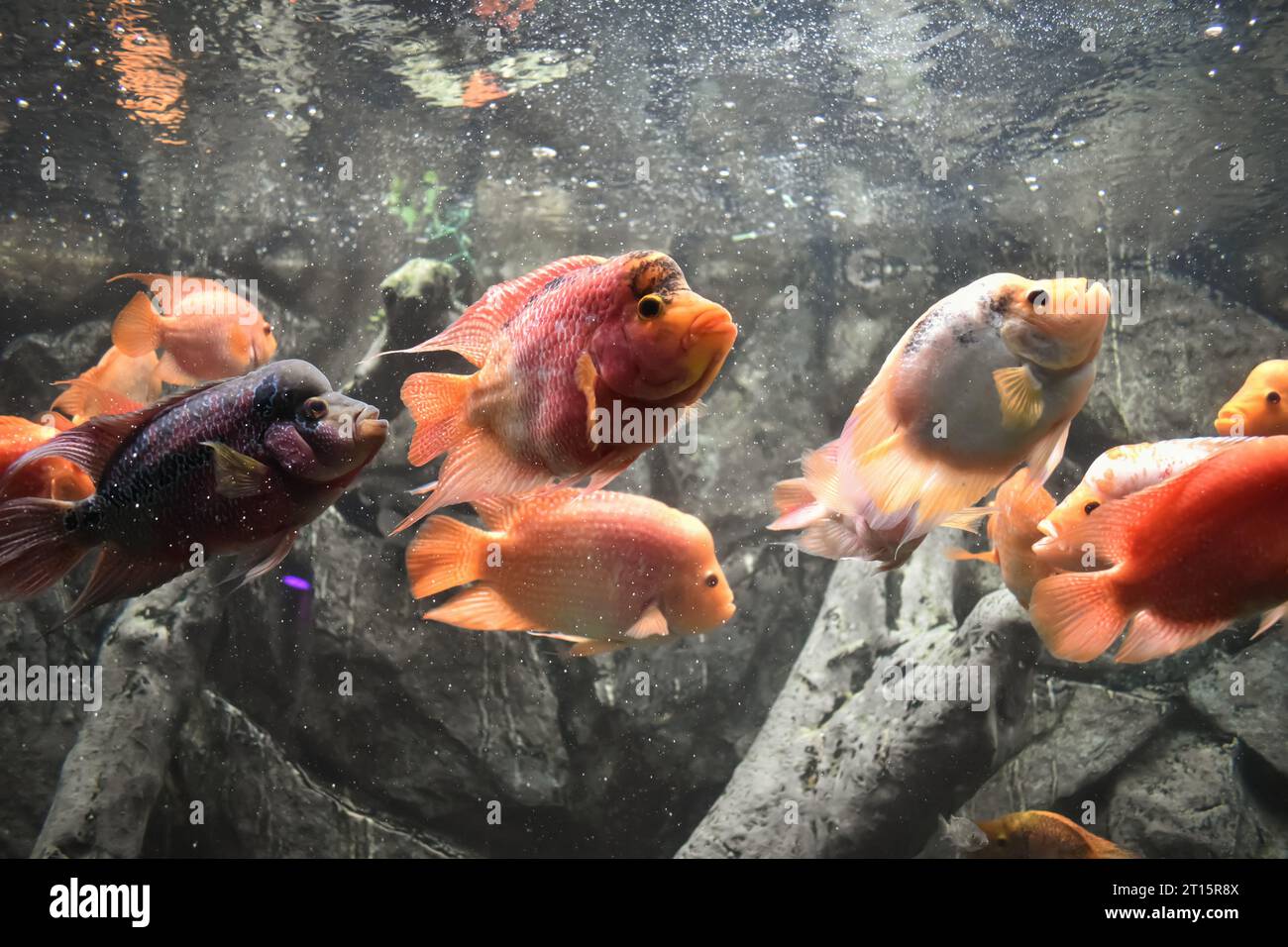 A closeup picture of an Orange coloured Flower Horn fish in aquarium ...