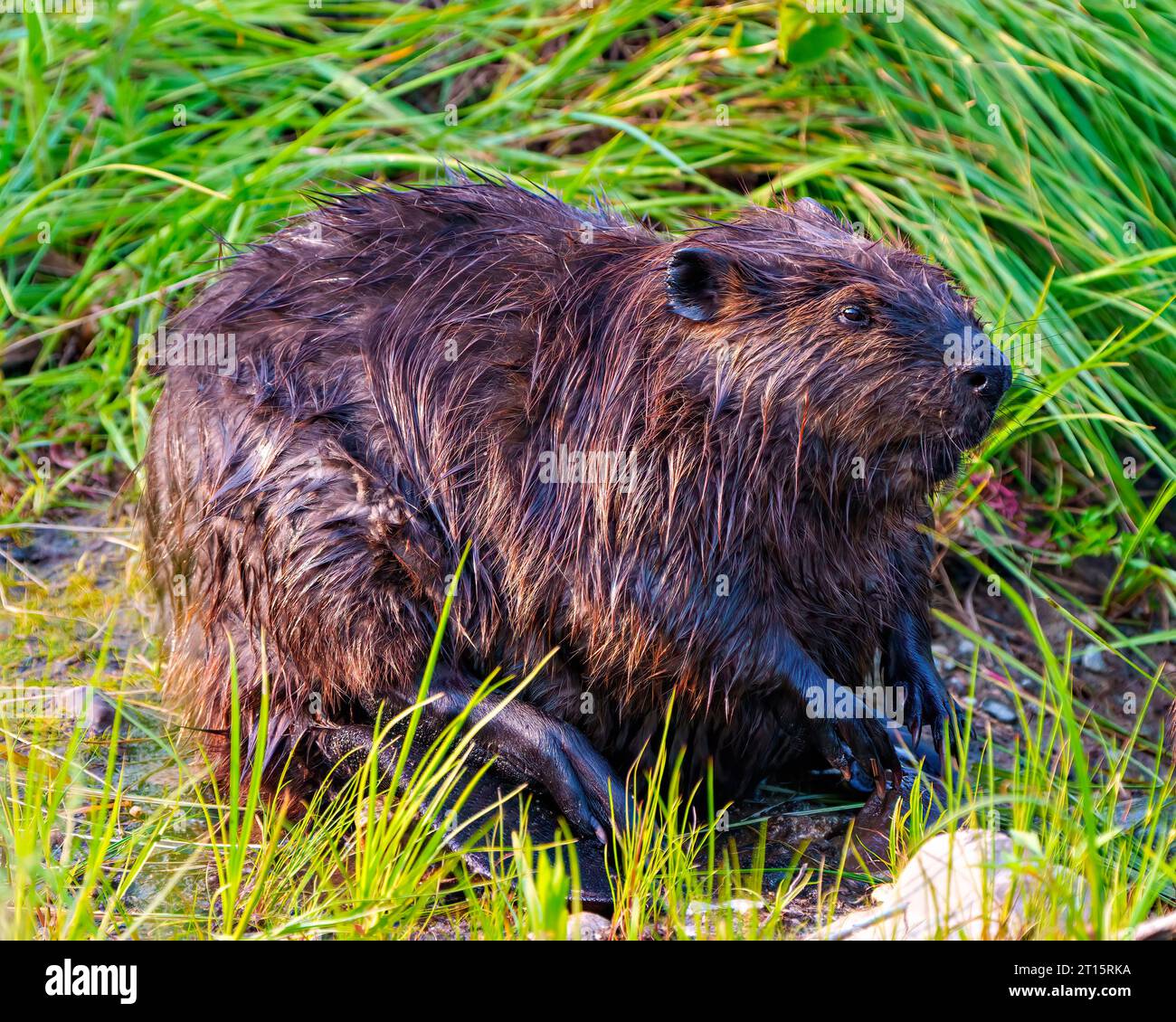 Beaver tail canada hi-res stock photography and images - Alamy