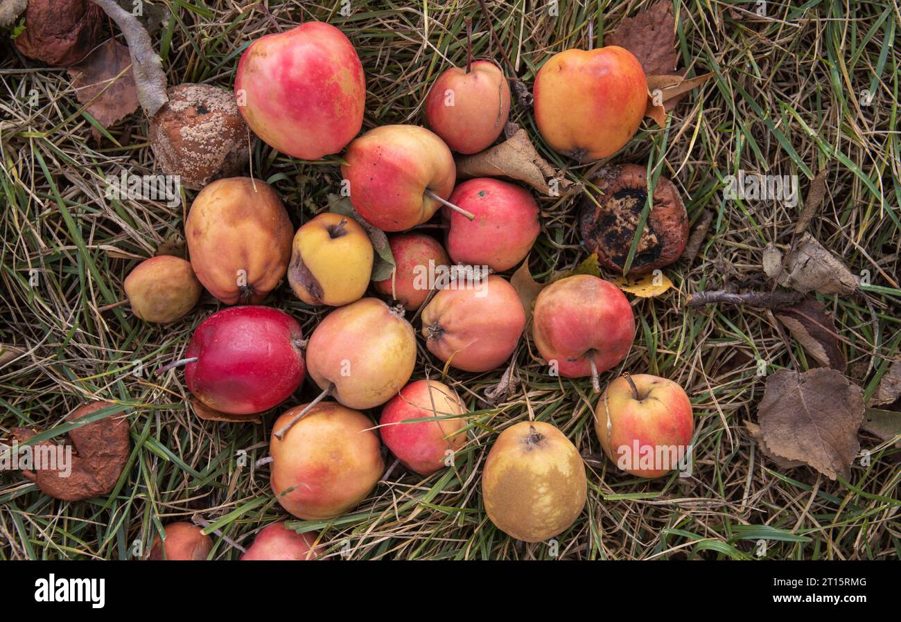 A large number of good and rotten apples that have fallen from the tree ...