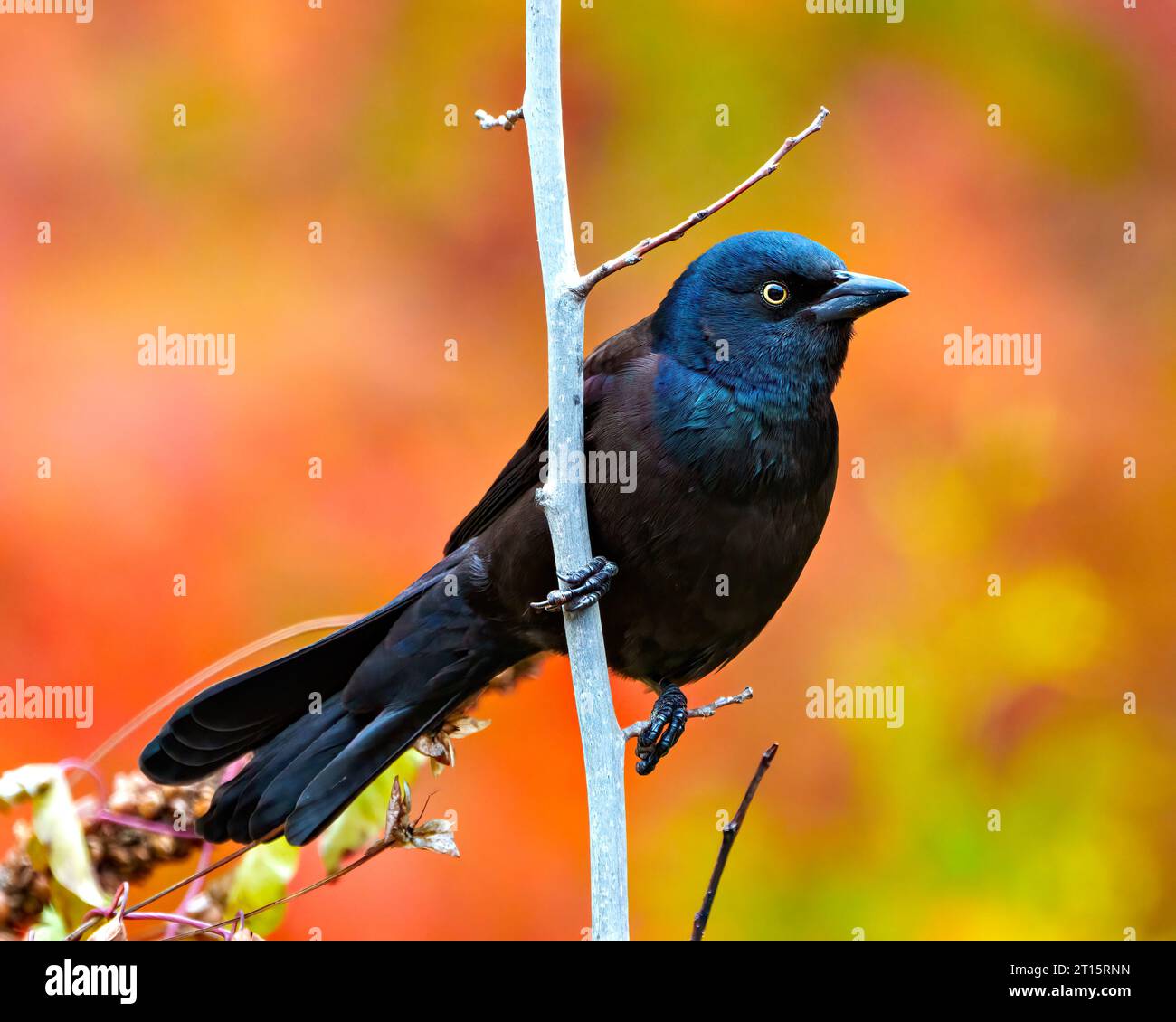Common Grackle close-up side view perched on branch with autumn orange ...