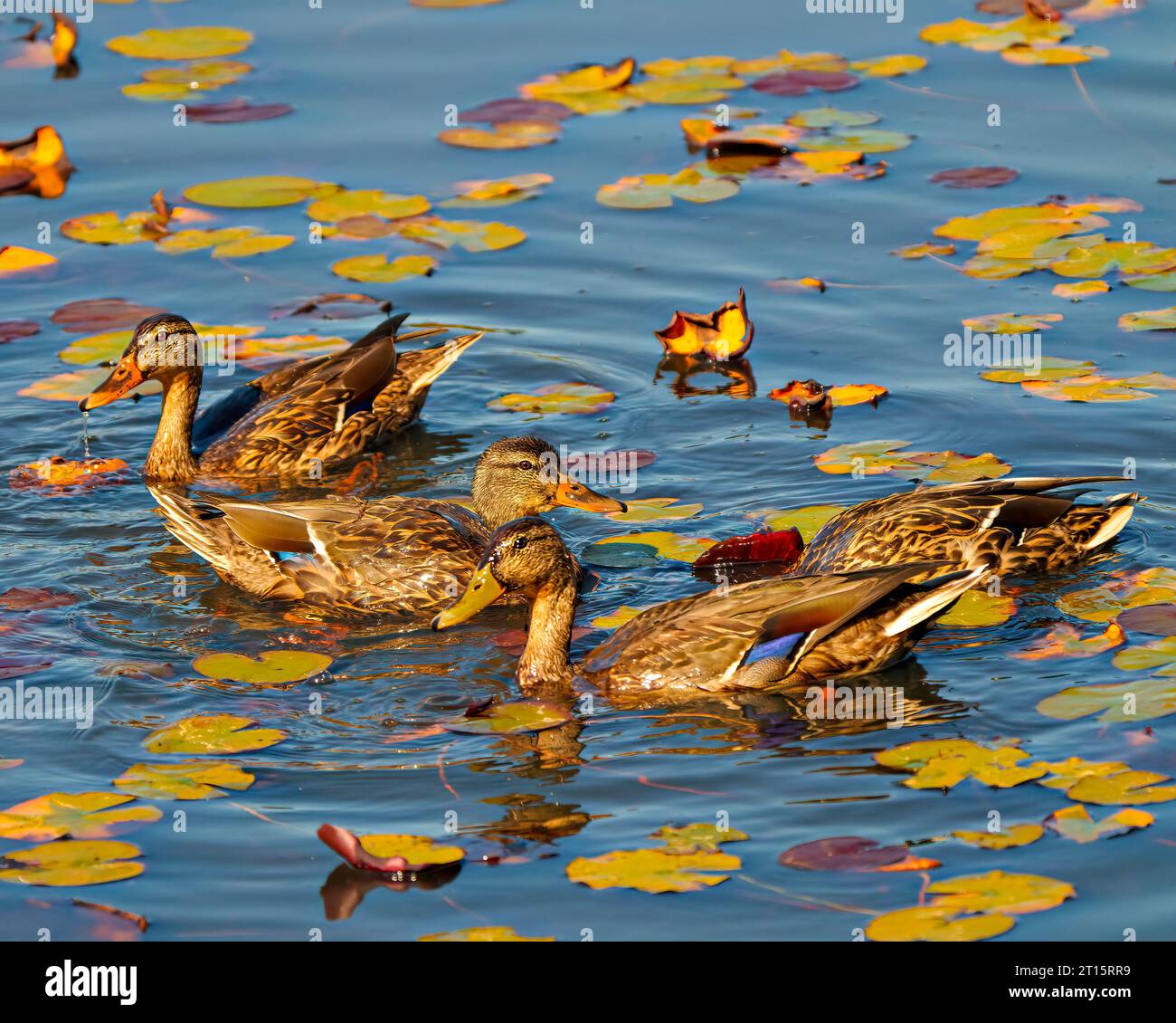 Four ducks swimming and foraging for food with water lily pads in their ...