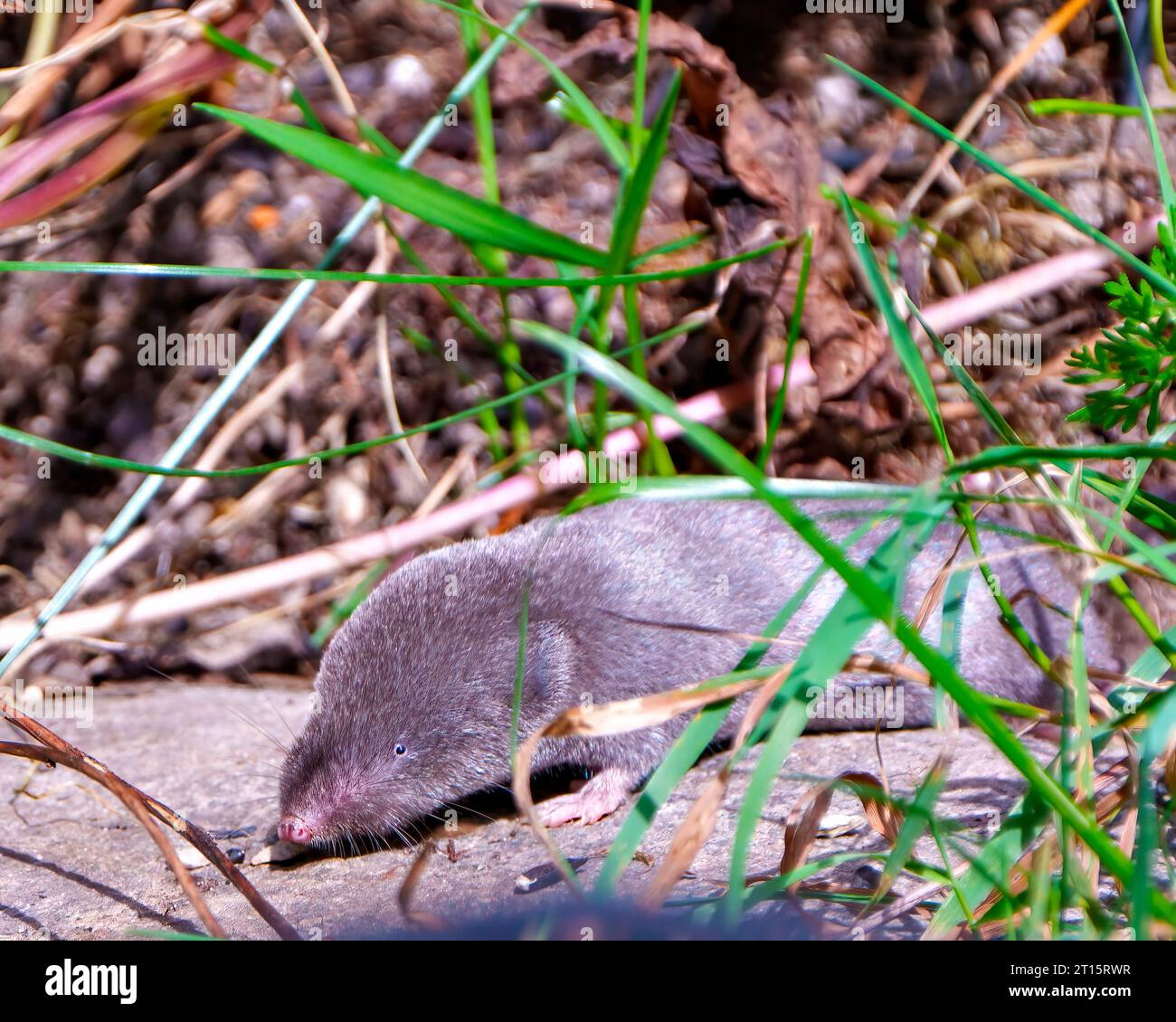 Mole close-up front view displaying small eye, nose, whiskers, paws in ...