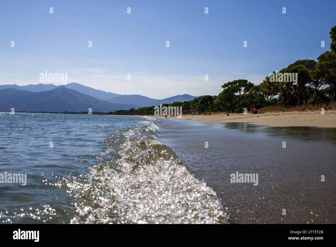 Pine trees on Schinias beach in the Schinias marathon national park in ...