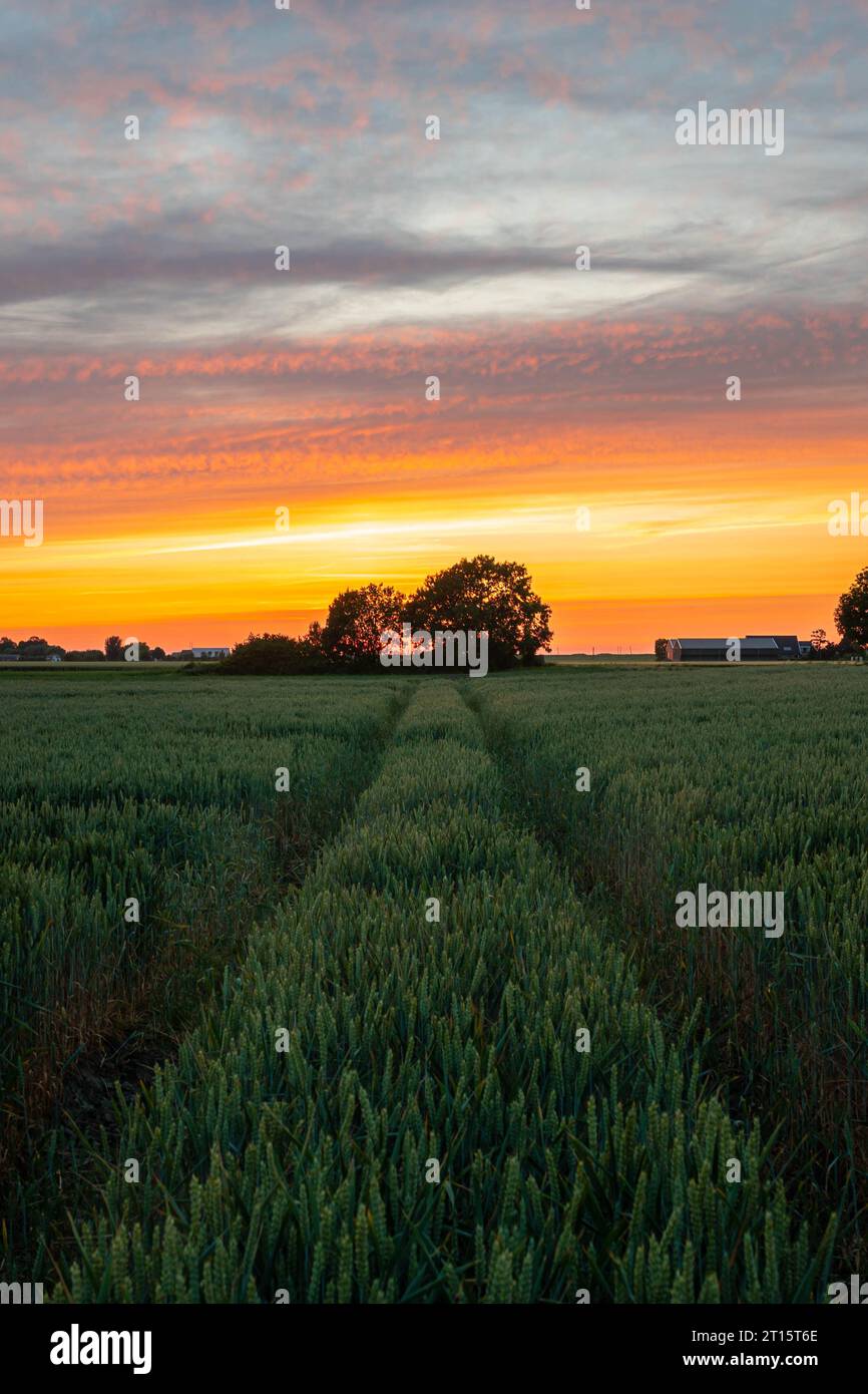 Trail leads group trees hi-res stock photography and images - Alamy