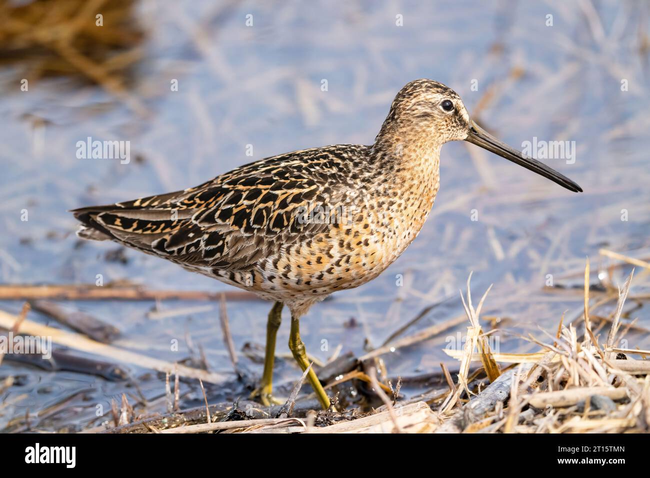 Dowitcher foraging in marsh in Southcentral Alaska Stock Photo - Alamy