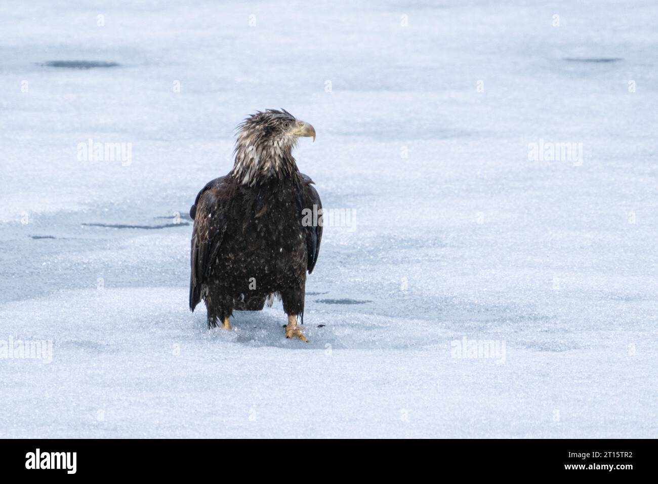 Immature Bald Eagle on thawing lake in spring in Southcentral Alaska ...