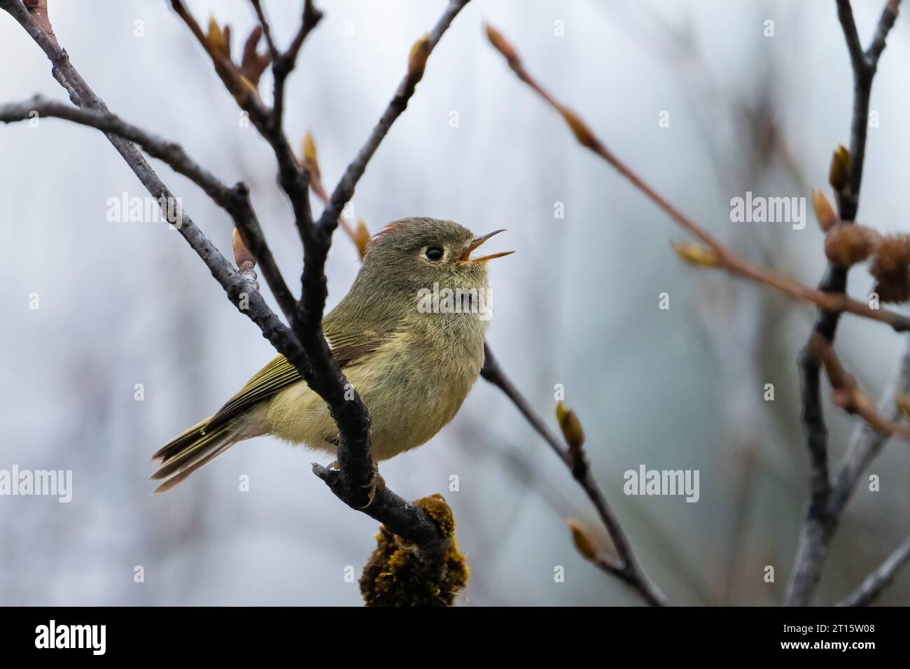 Ruby-crowned Kinglet singing on perch in Southcentral Alaska Stock ...