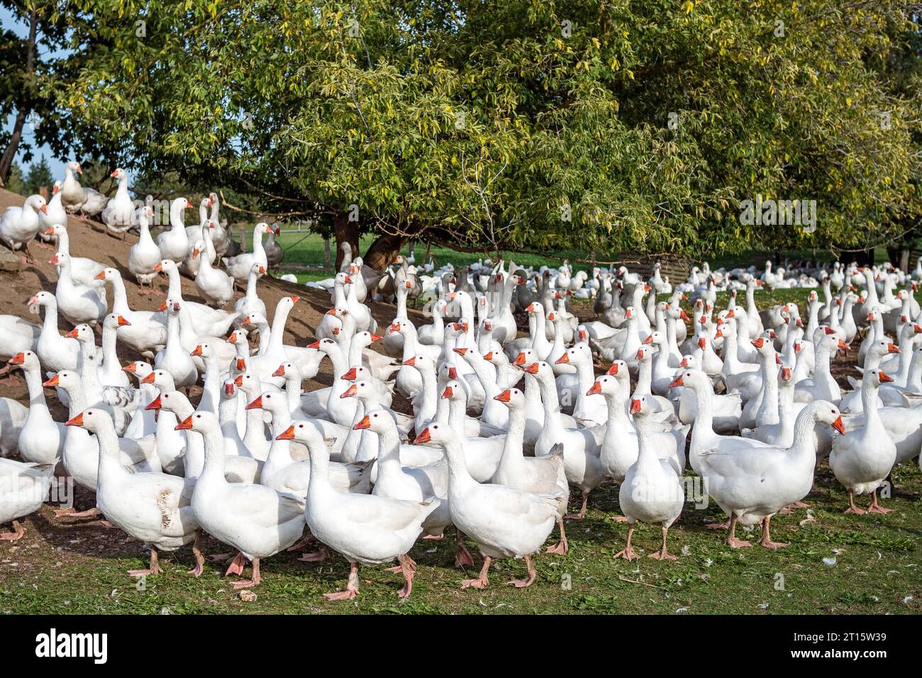11 October 2023, Brandenburg, Jämlitz-Hütte: Geese are fattened on a ...
