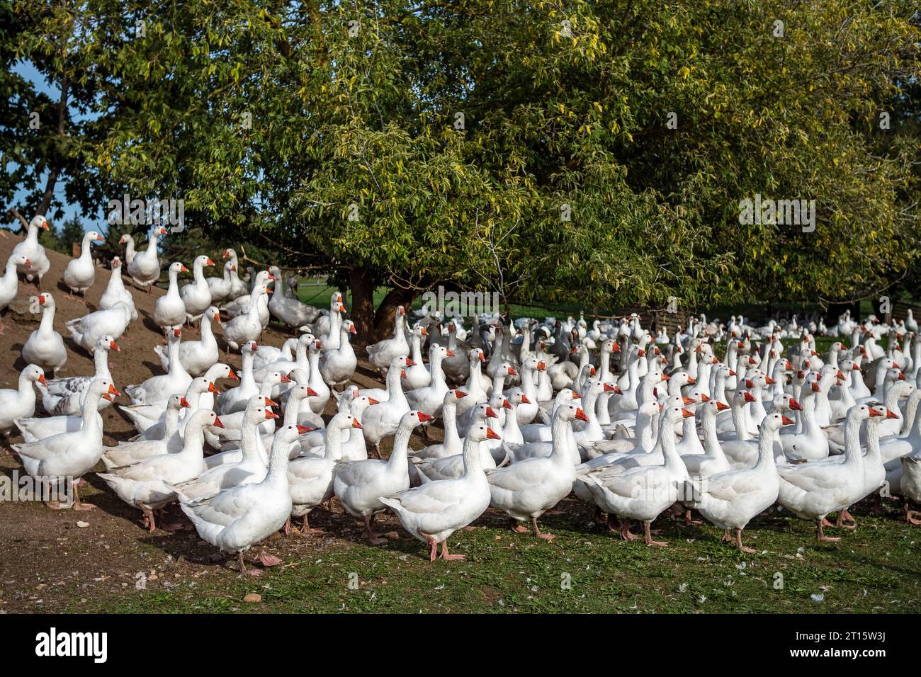 11 October 2023, Brandenburg, Jämlitz-Hütte: Geese are fattened on a ...