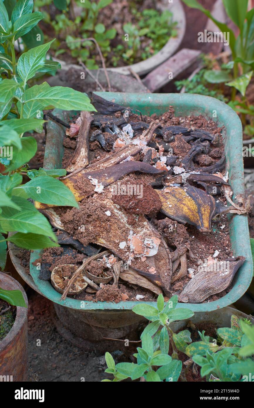 food scraps or waste used as organic fertilizer, egg shells, fruits and ...