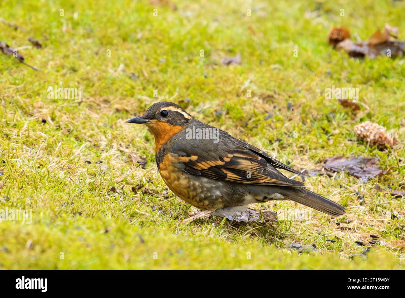 Varied thrush hi-res stock photography and images - Alamy