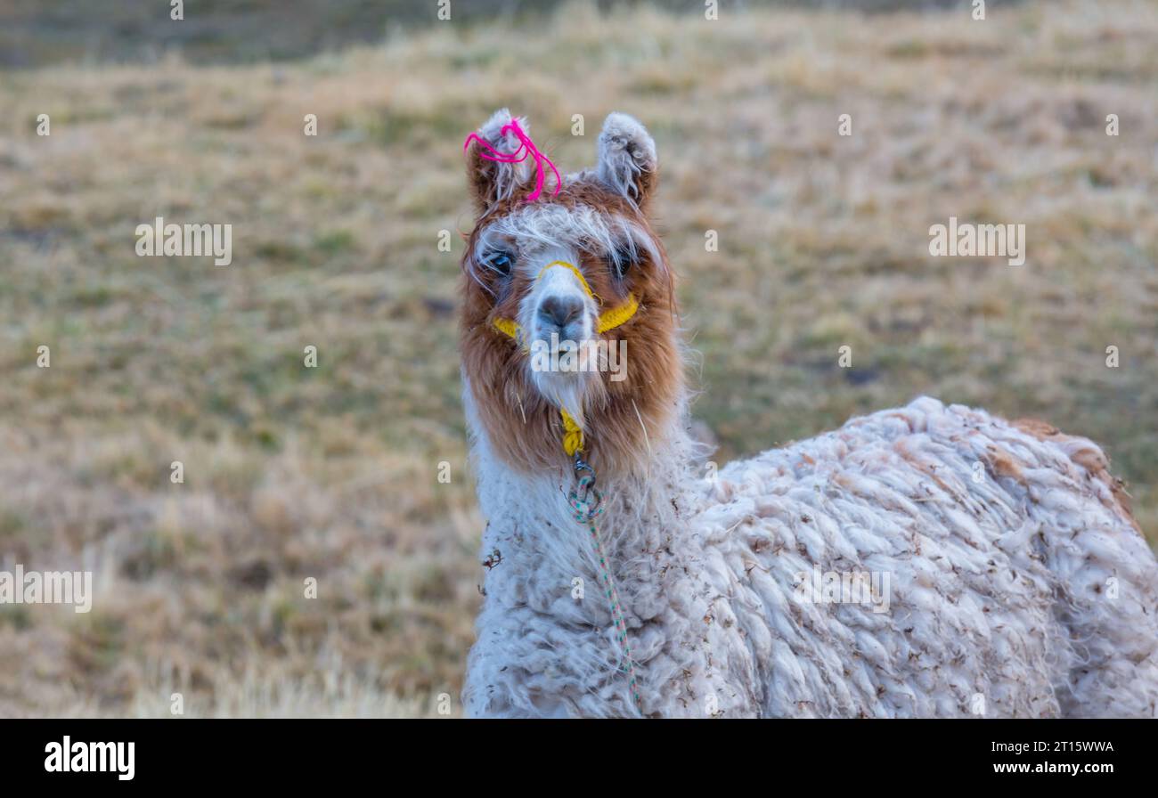 Peruvian alpaca in Andes, Peru, South America Stock Photo - Alamy