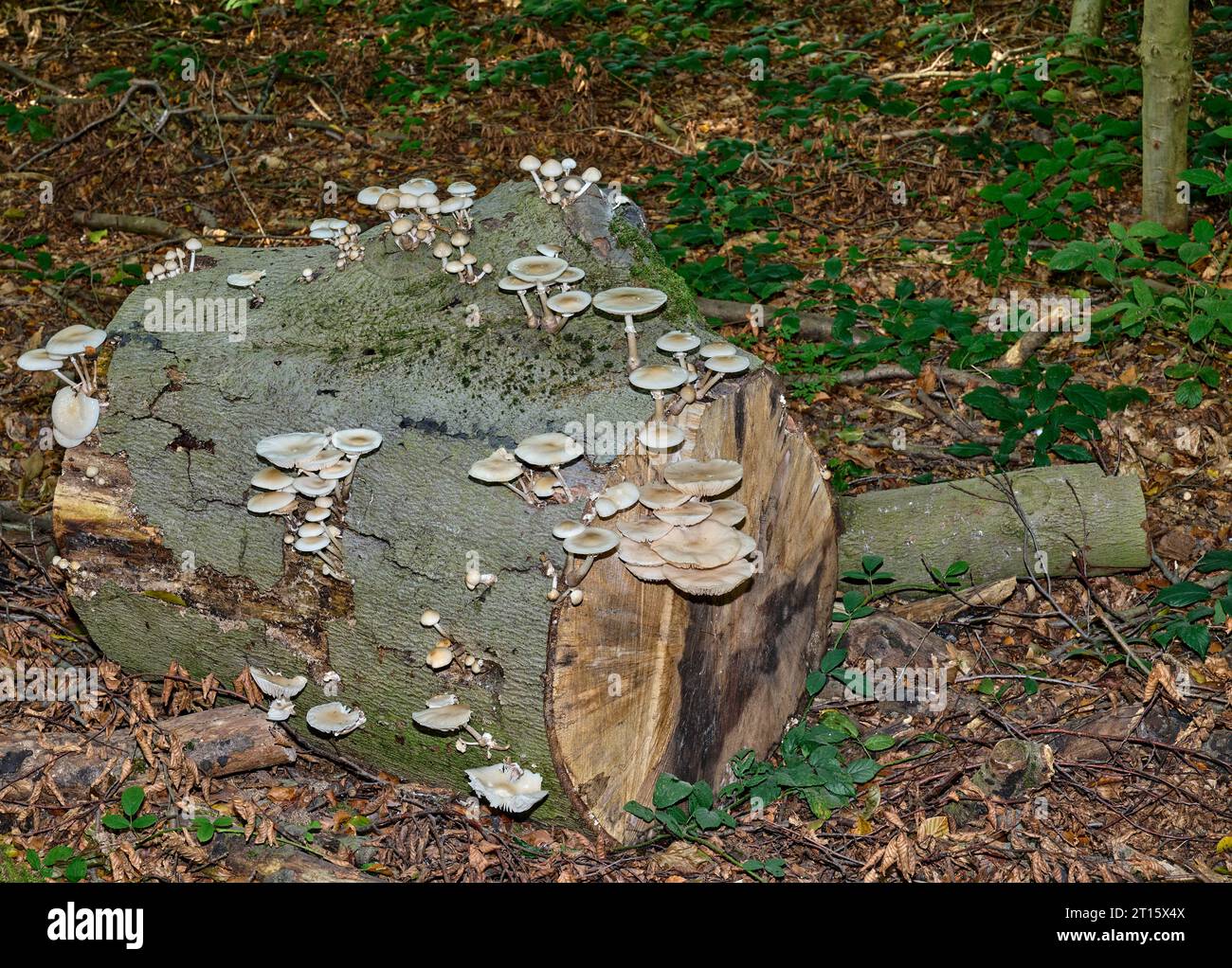 porcelain fungus---Mucidula mucida---on tree trunk,Rhineland,Germany ...