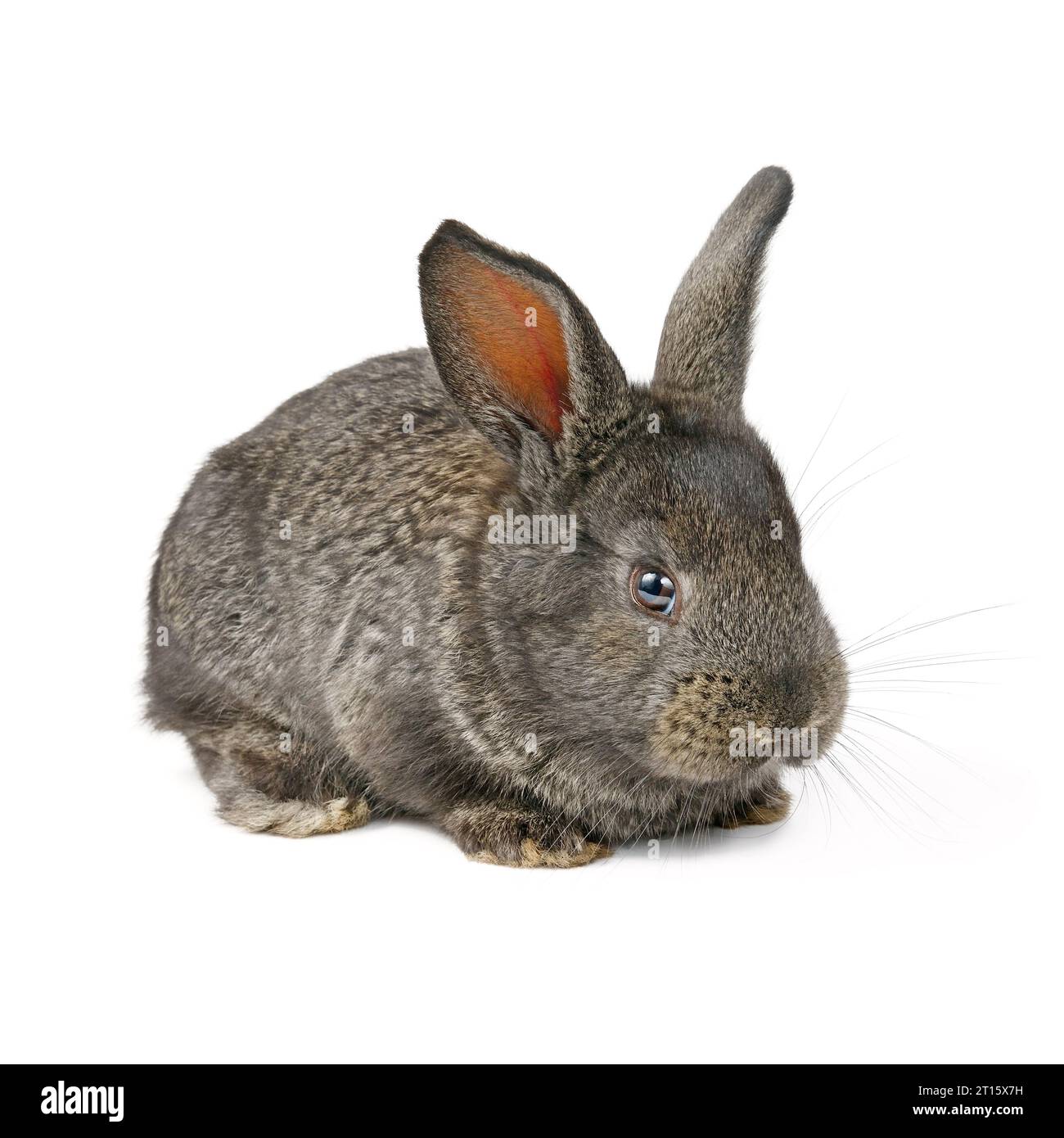 Little domestic rabbit isolated on white background. Studio shot Stock ...