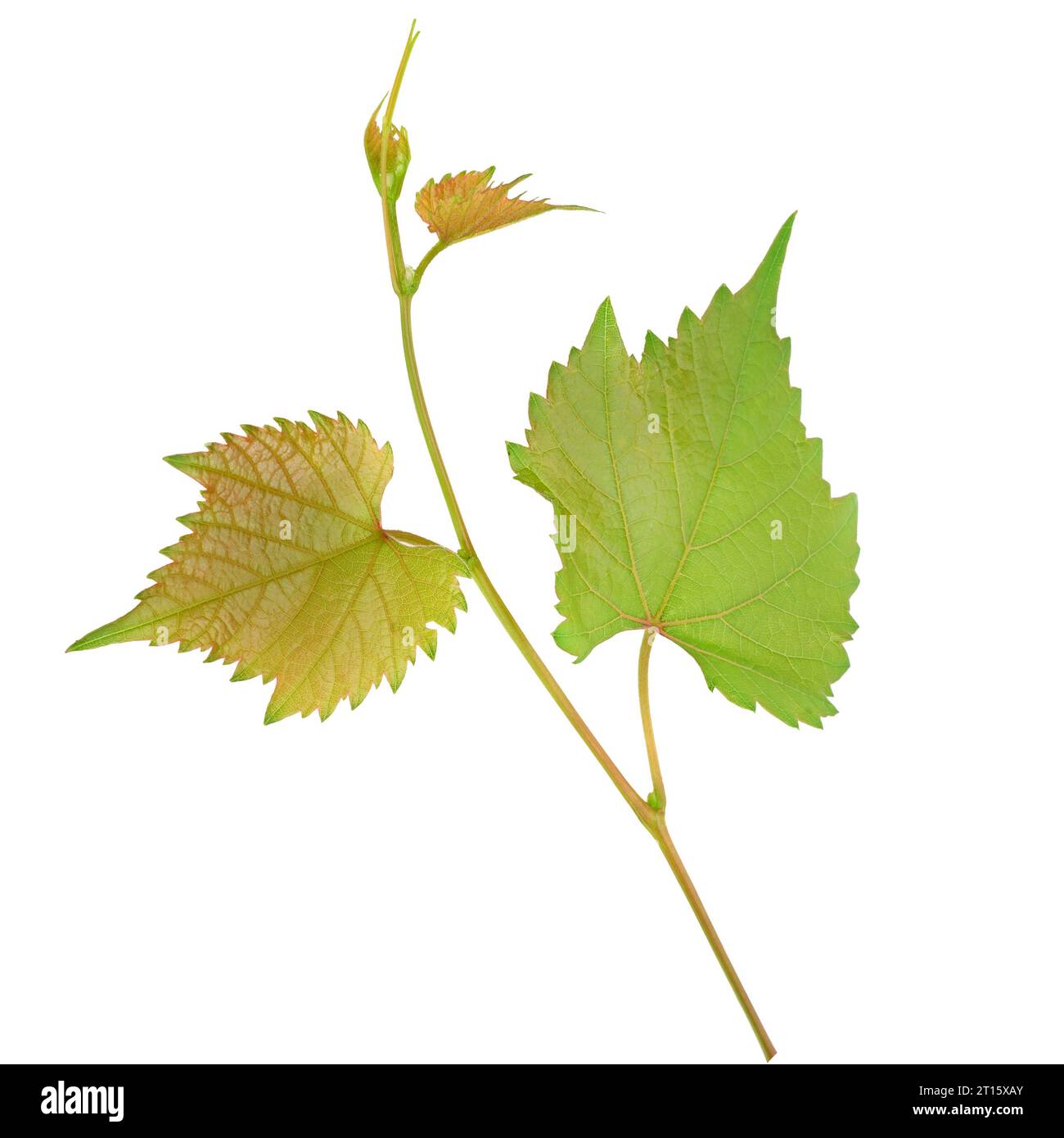 Grapevine and leaves isolated on white background Stock Photo - Alamy