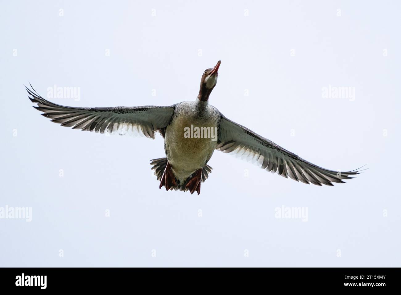 Common Merganser in flight in Southcentral Alaska Stock Photo - Alamy