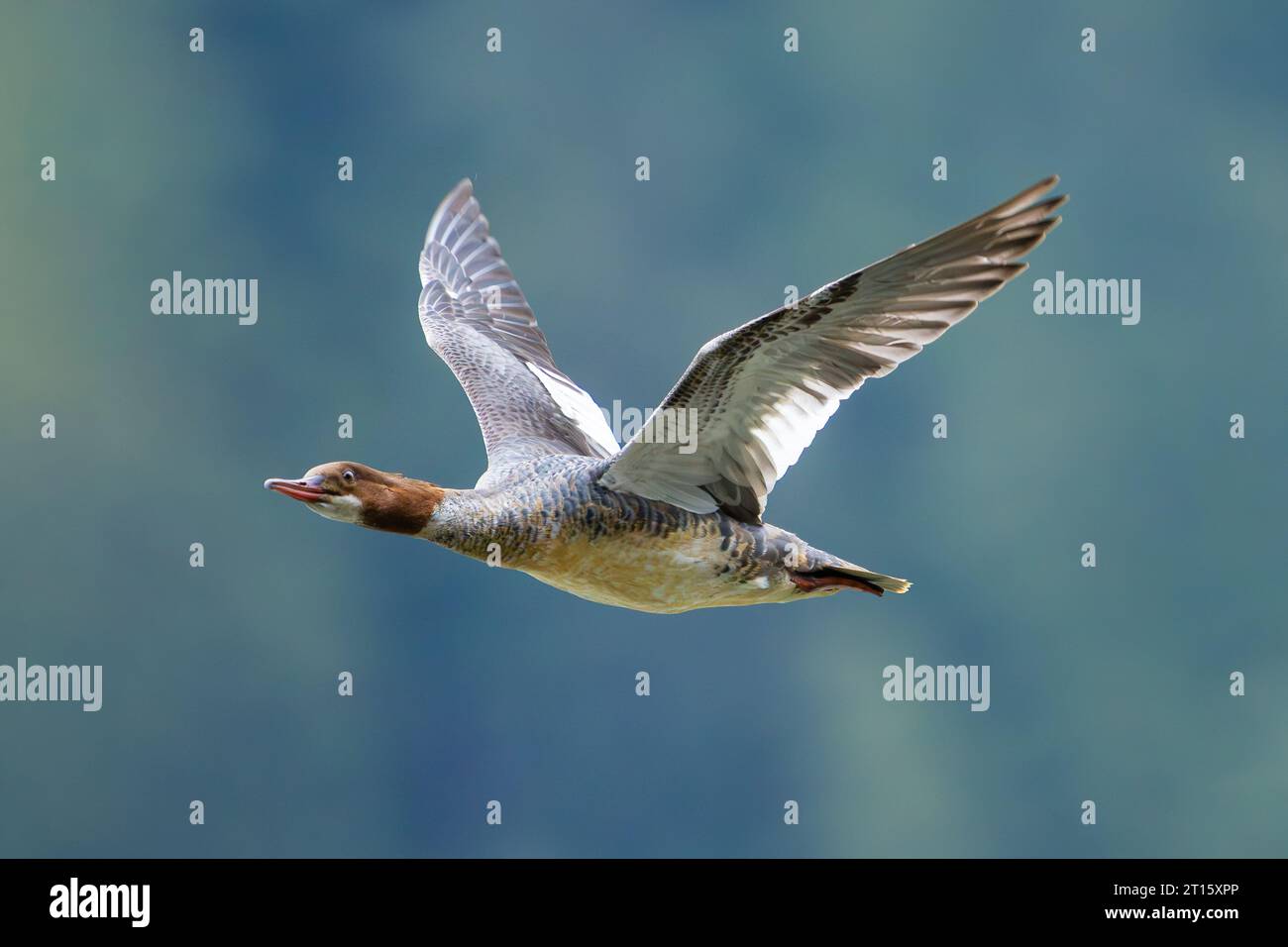 Common Merganser in flight in rainforest in Southcentral Alaska Stock ...