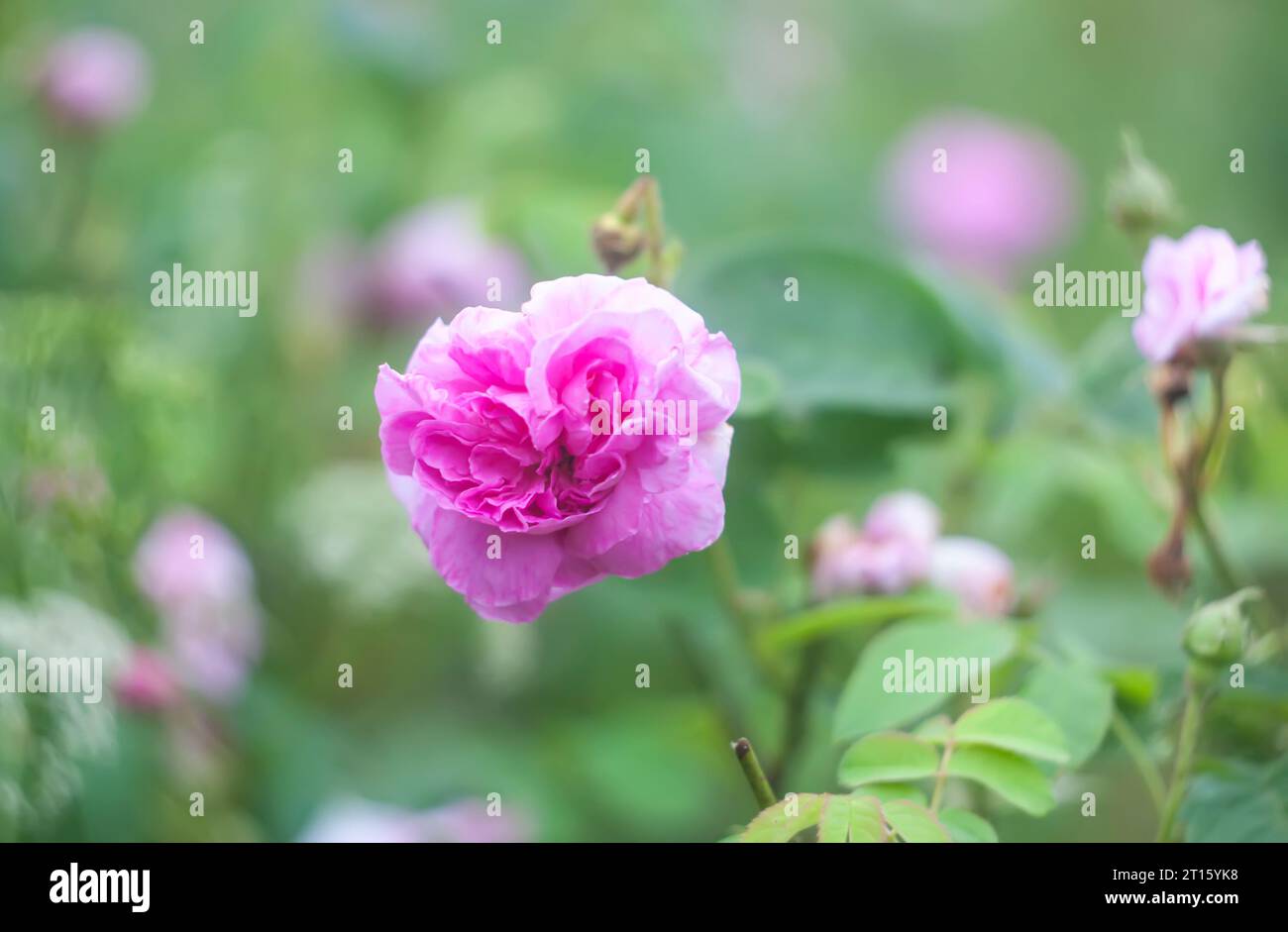 Summer nature details in countryside. Seasonal flowering of garden ...