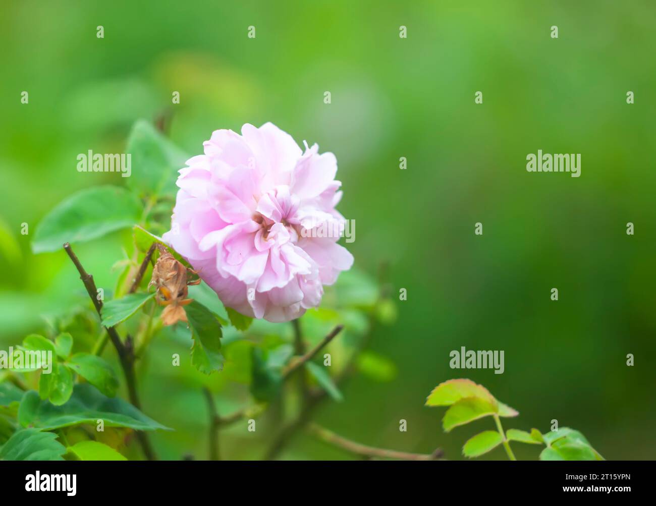 Summer nature details in countryside. Seasonal flowering of garden ...
