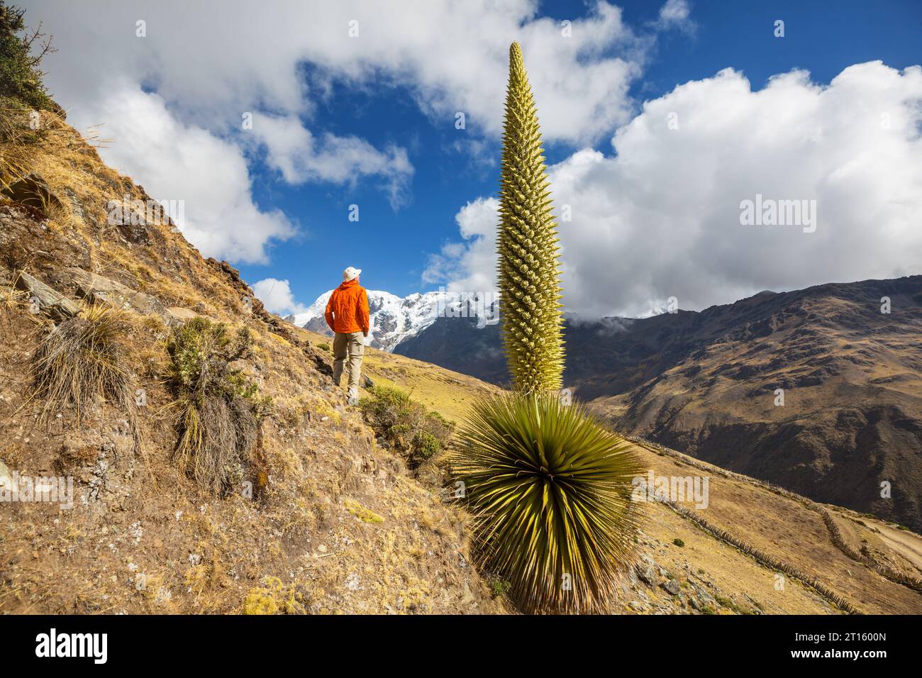 Tourist near Puya Raimondii Plants in the Peruvian Andes, South America ...