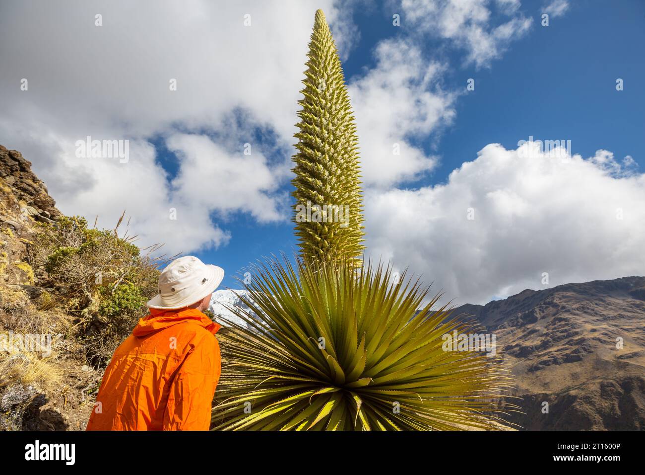Tourist near Puya Raimondii Plants in the Peruvian Andes, South America ...