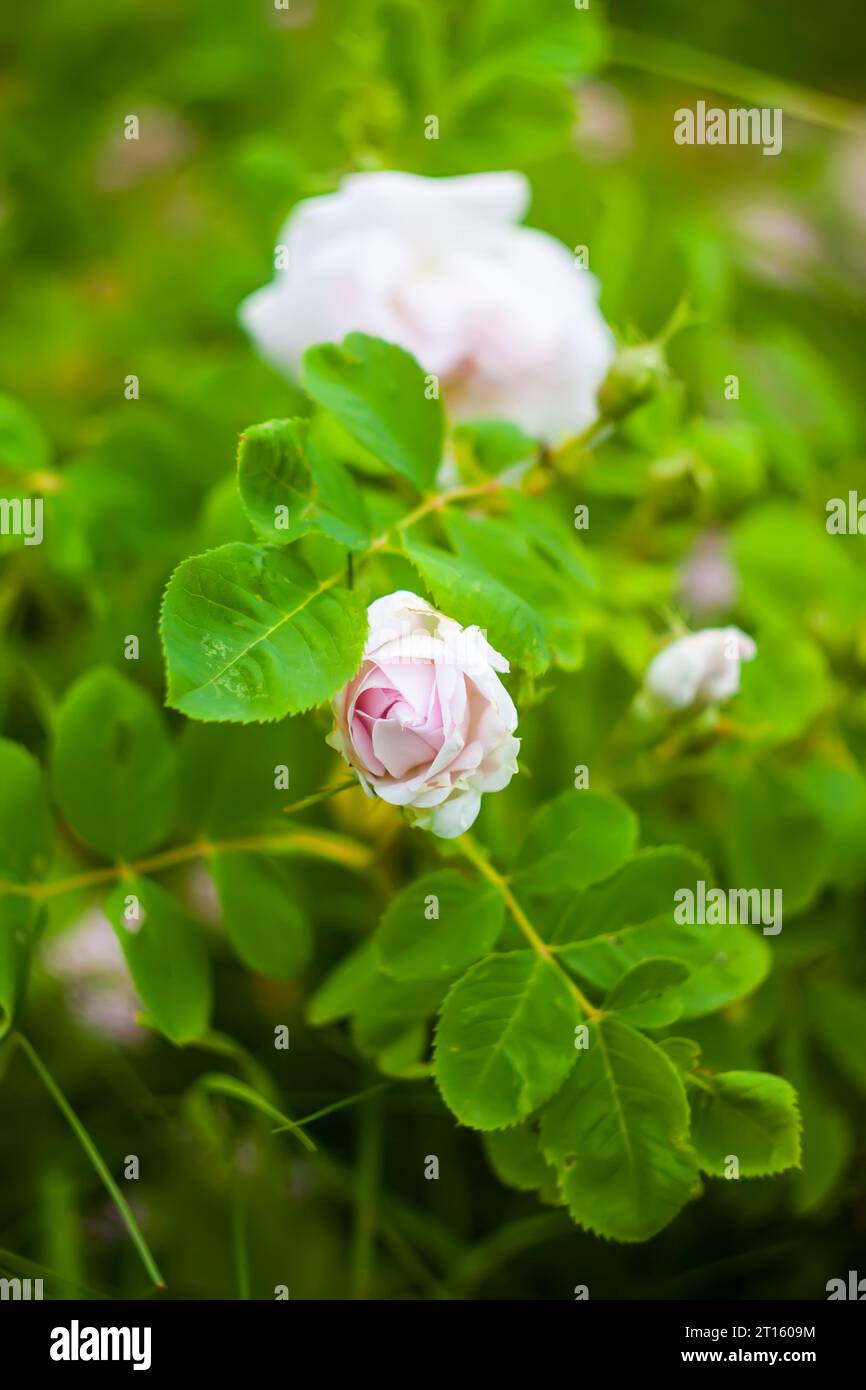 Summer nature details in countryside. Seasonal flowering of garden ...