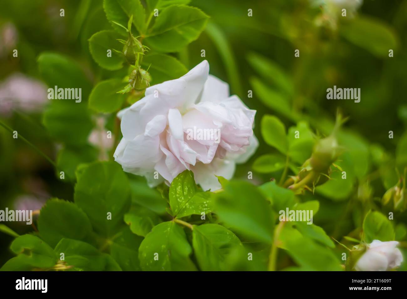Summer nature details in countryside. Seasonal flowering of garden ...
