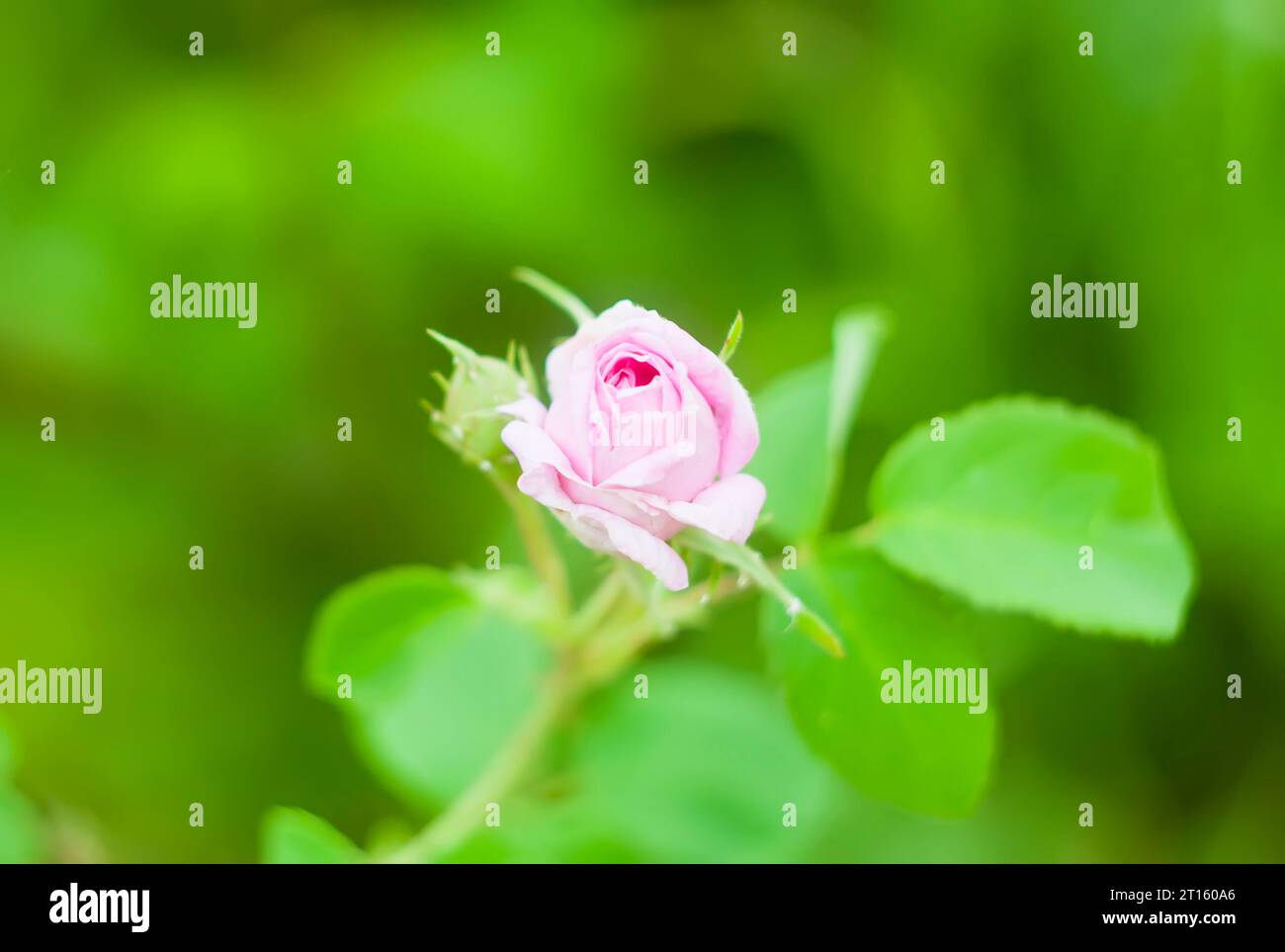 Summer nature details in countryside. Seasonal flowering of garden ...