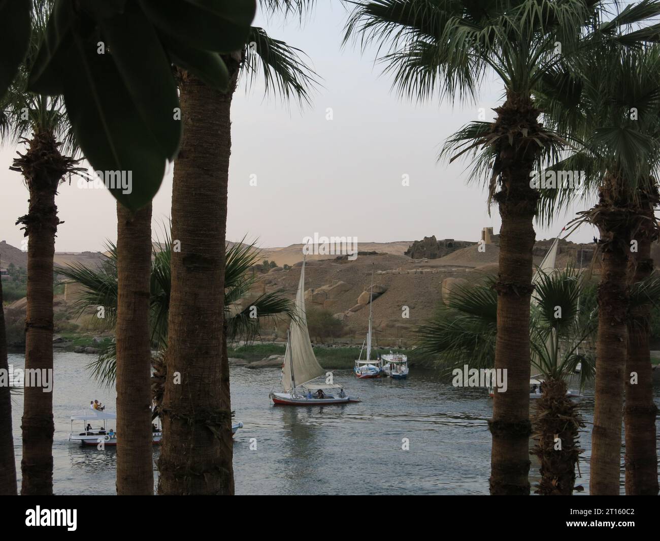 Classic view of the River Nile at Aswan with palm trees, feluccas ...
