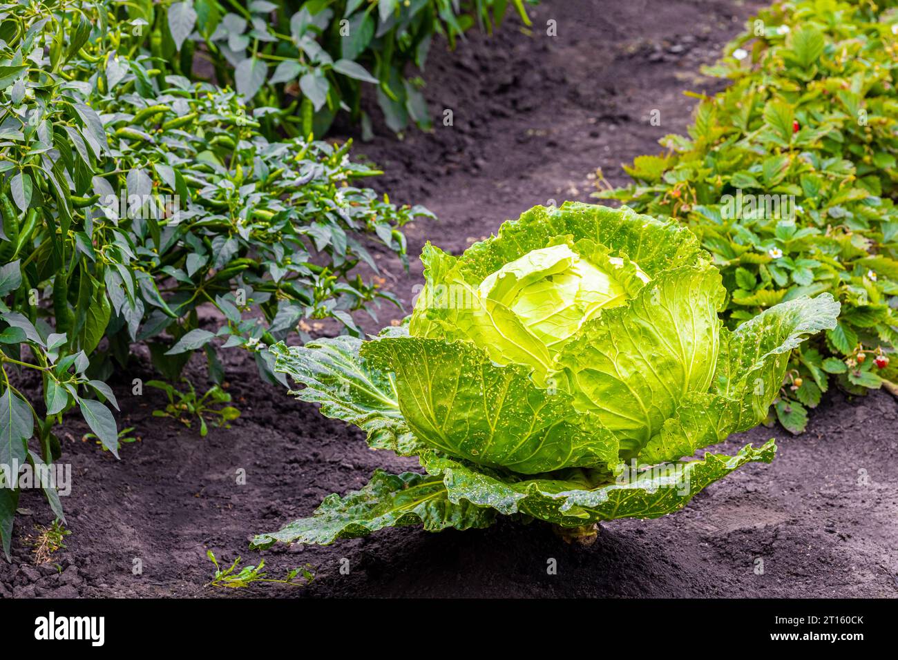 a bunch of fresh cabbage growing in the garden. big cabbage Stock Photo ...