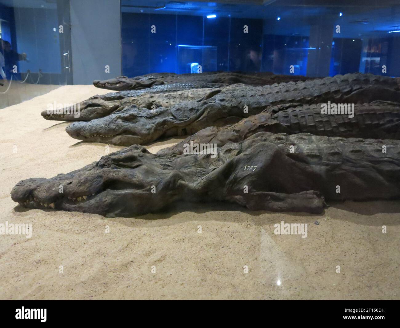 The Crocodile Museum adjacent to Kom Ombo Temple displays some of the ...