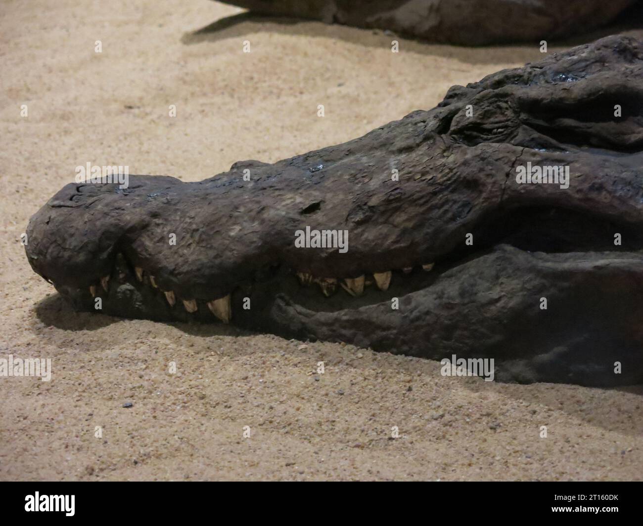 The Crocodile Museum adjacent to Kom Ombo Temple displays some of the ...