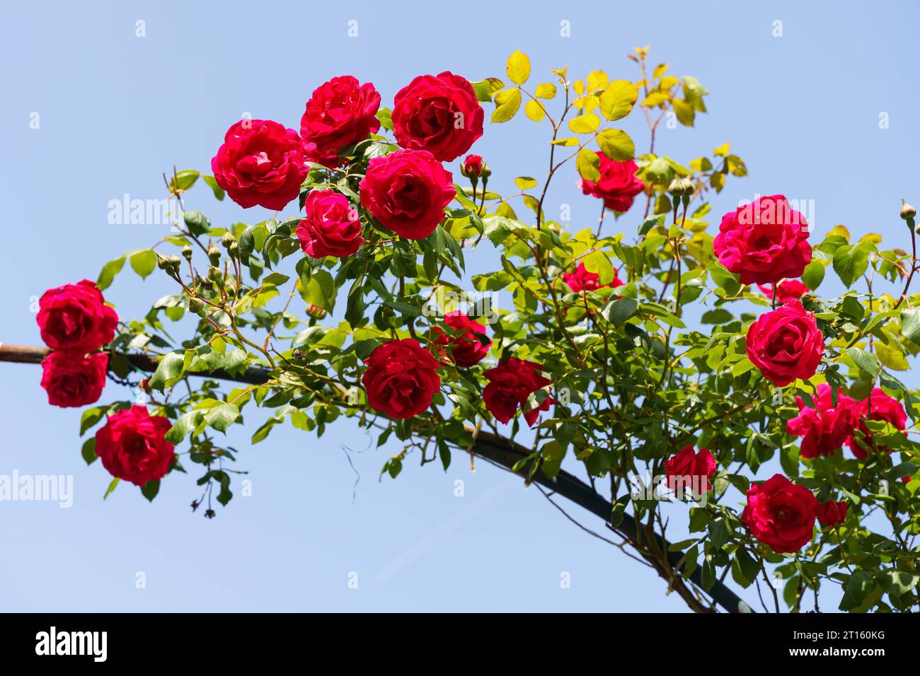 Roses in the park. Bright red roses curl around an iron frame Stock ...