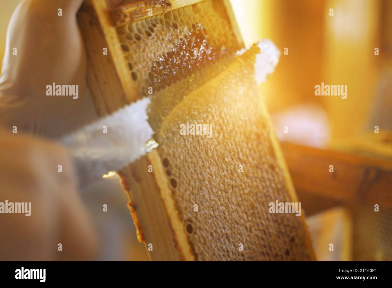 The beekeeper using a knife prints honeycombs with nesting frames. Close-up. Beekeeping Stock ...