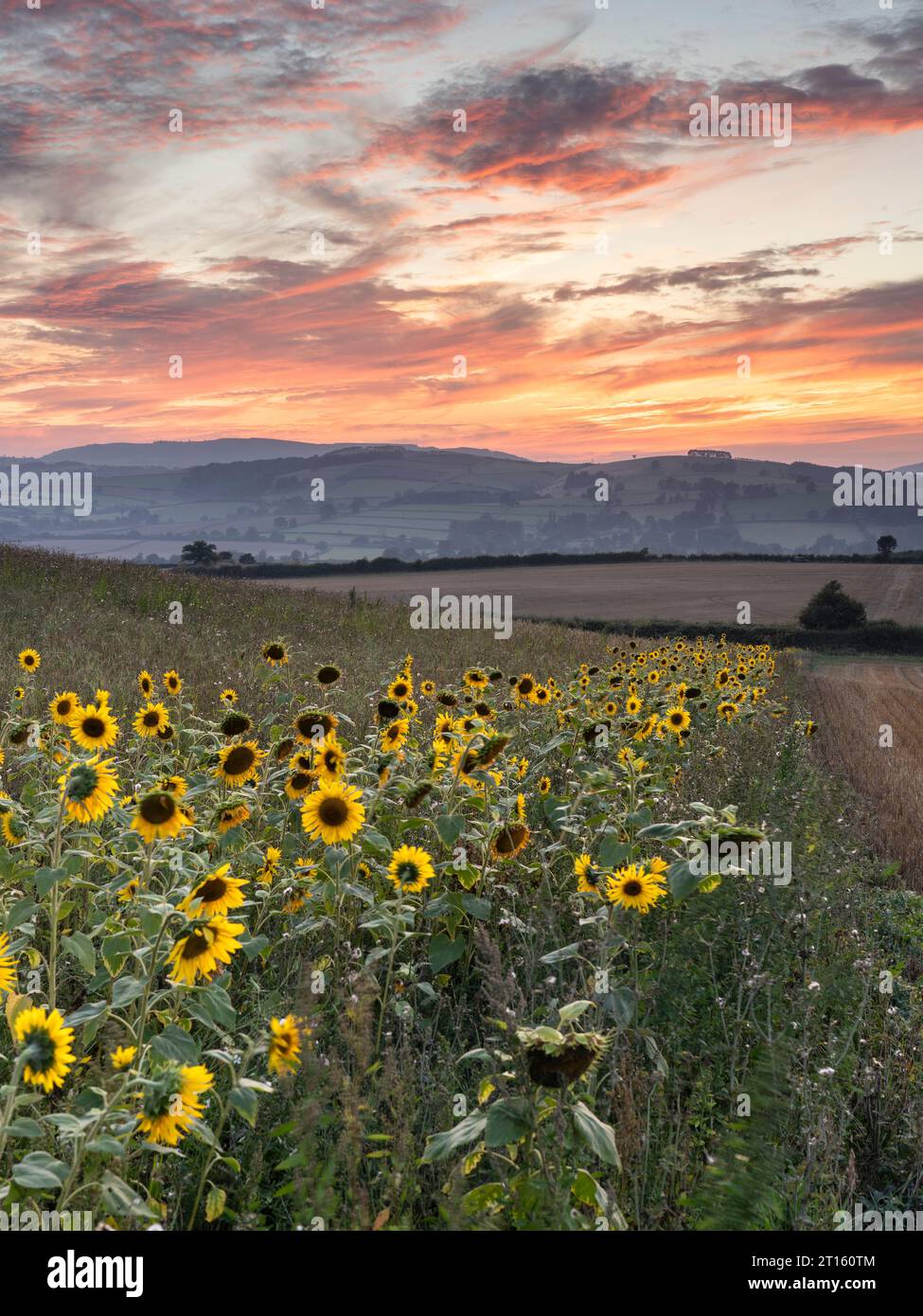 Sunflowers growing in an area of land set aside for wildflowers and ...