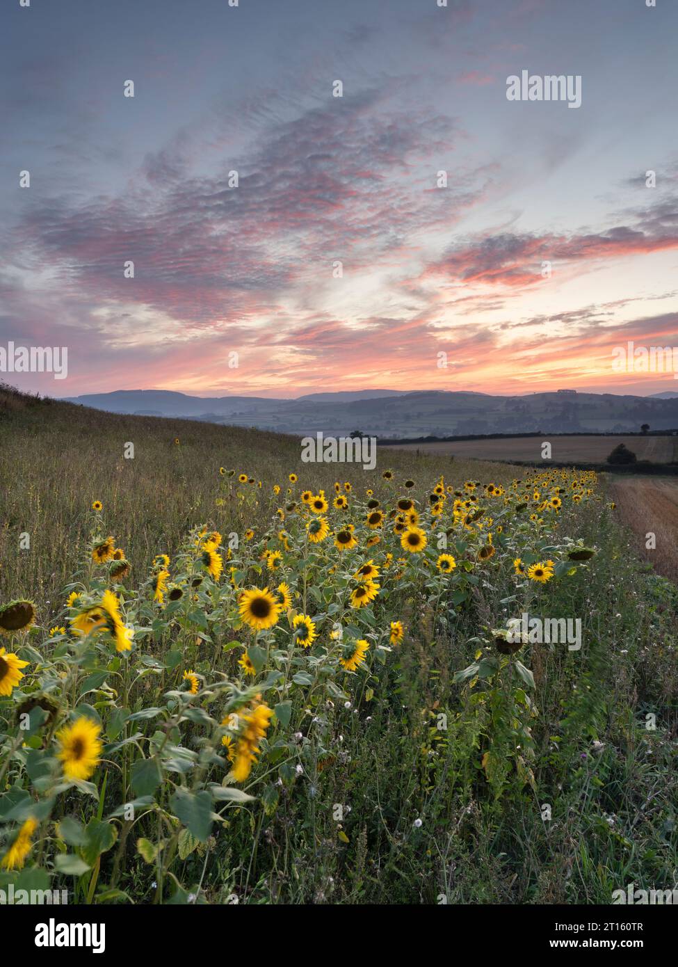 Sunflowers growing in an area of land set aside for wildflowers and ...