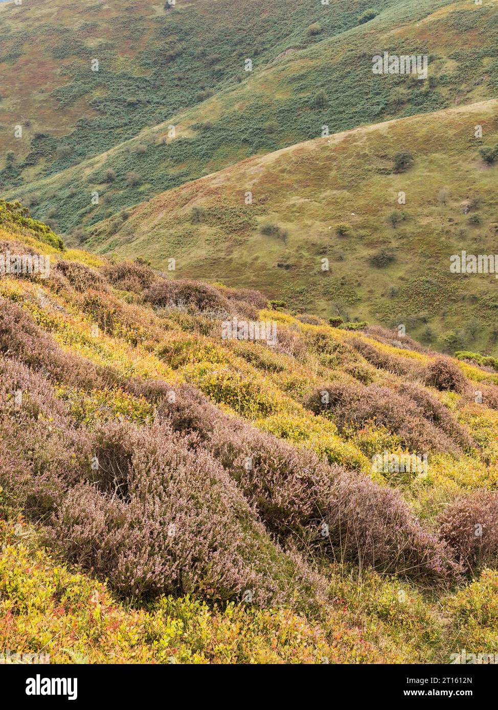Heather in flower on the slopes of The Long Mynd, Church Stretton ...