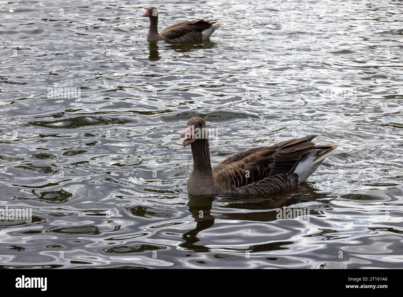Wild brown duck with water drops on a lake outdoors in summer Stock ...