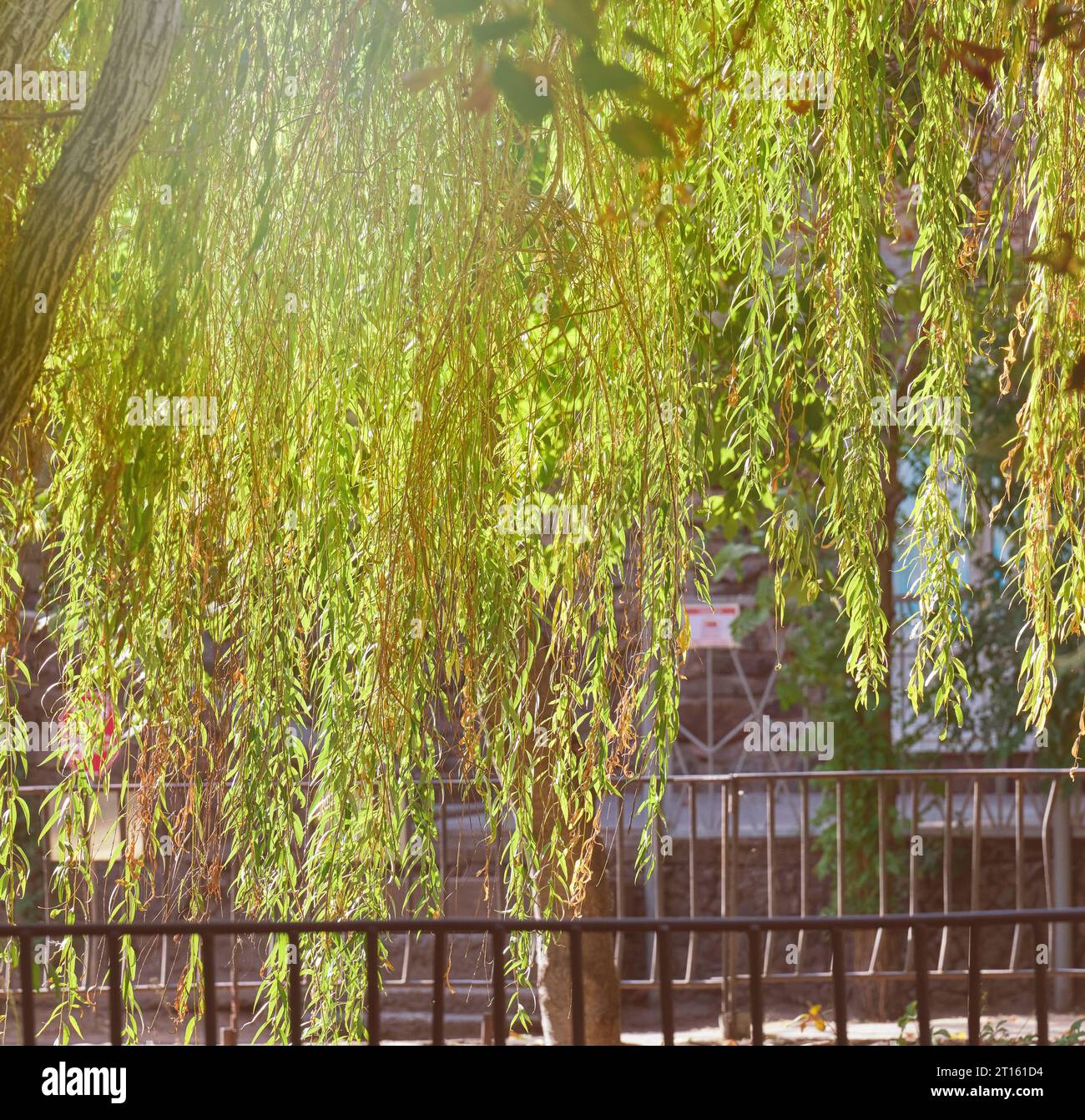 Hanging willow branches in the sun Stock Photo - Alamy