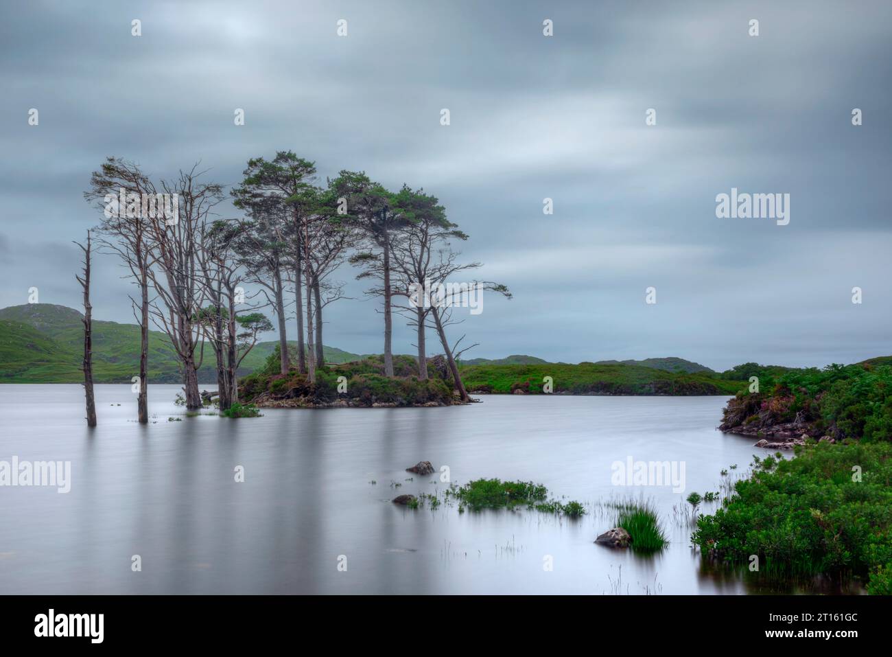 Very old pine trees in Loch Assynt, Sutherland, Scotland Stock Photo ...