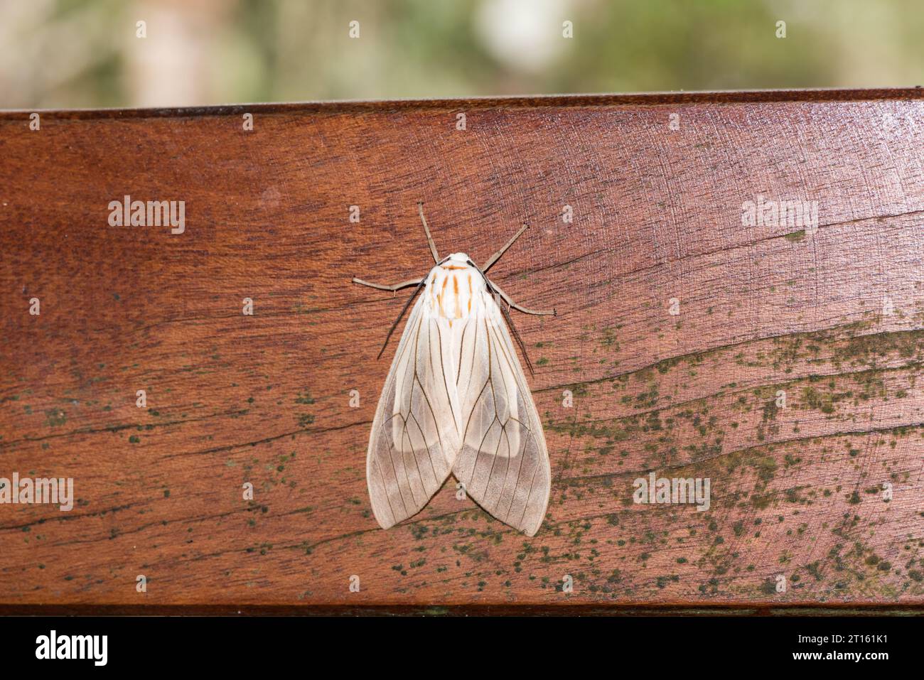 Aconía hi-res stock photography and images - Alamy