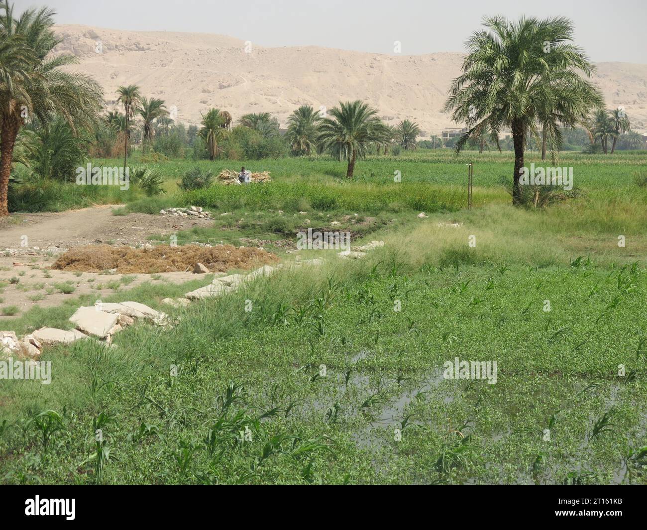 A Nile cruise in Upper Egypt: timeless scenery of the fertile plains ...