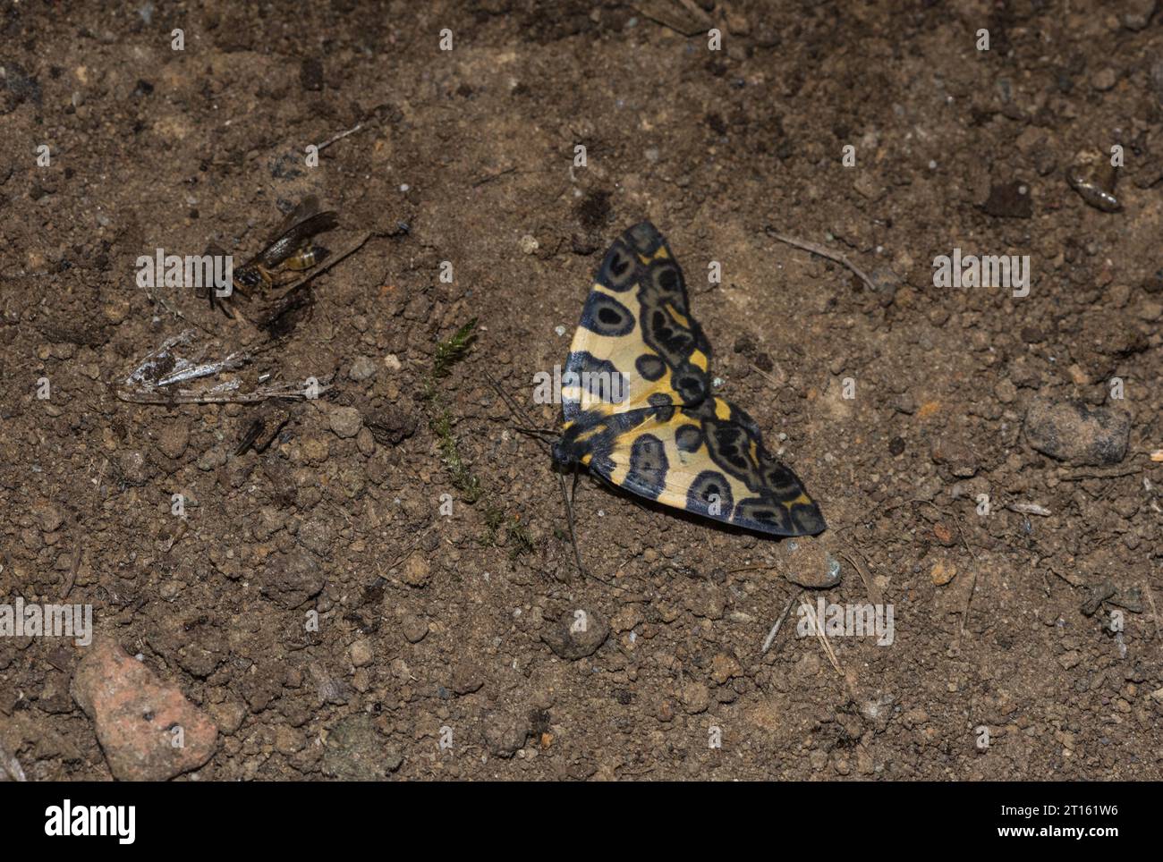 Leopard moth hi-res stock photography and images - Alamy