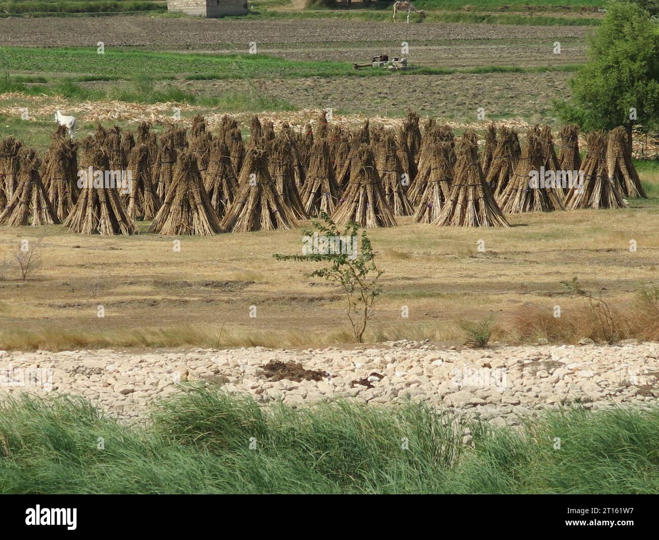 Biblical landscapes of the Nile: the autumn harvest of stooks of corn ...