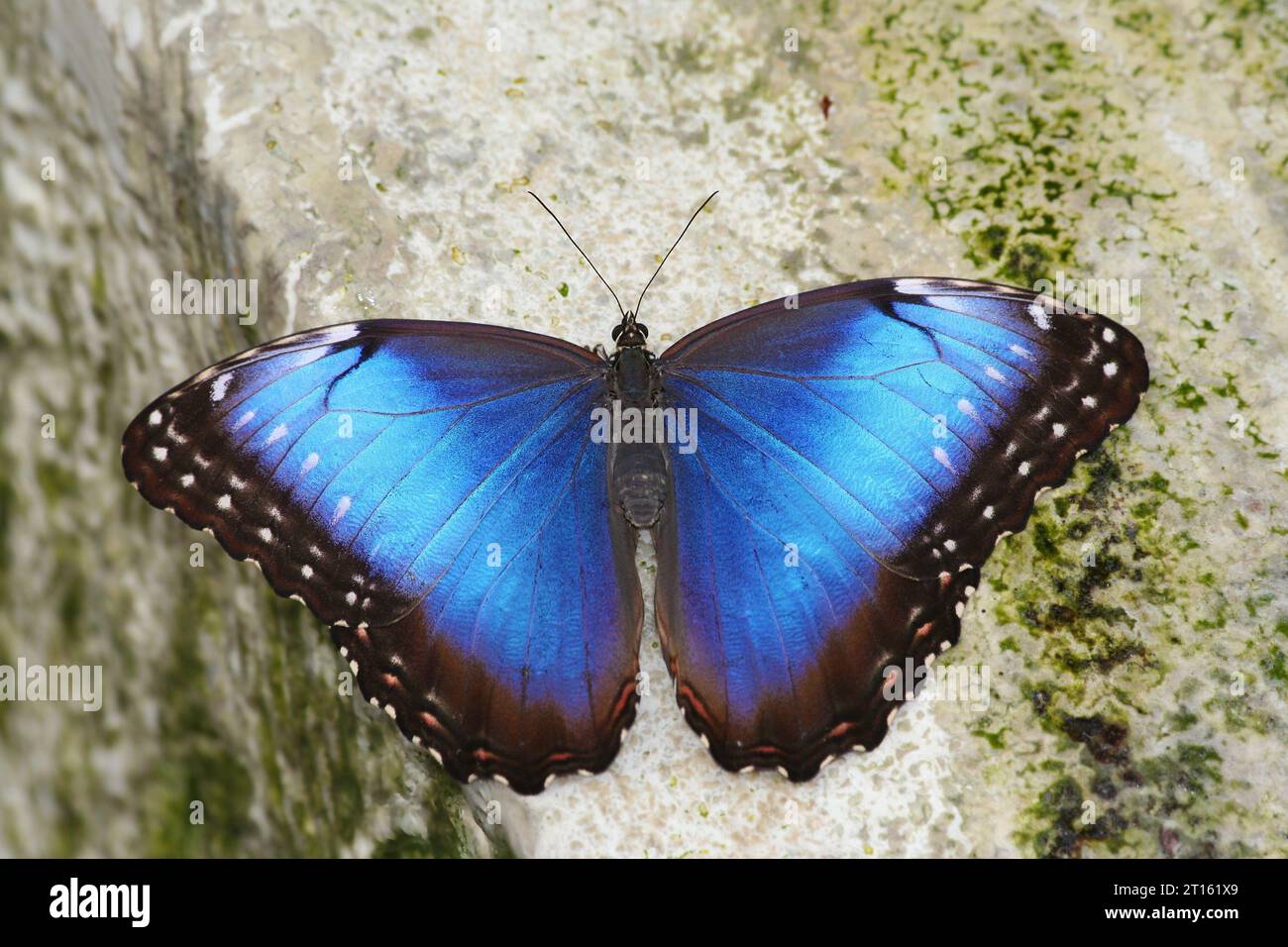 Blue Morpho on Rock in Indianapolis,IN. The blue morpho is among the ...