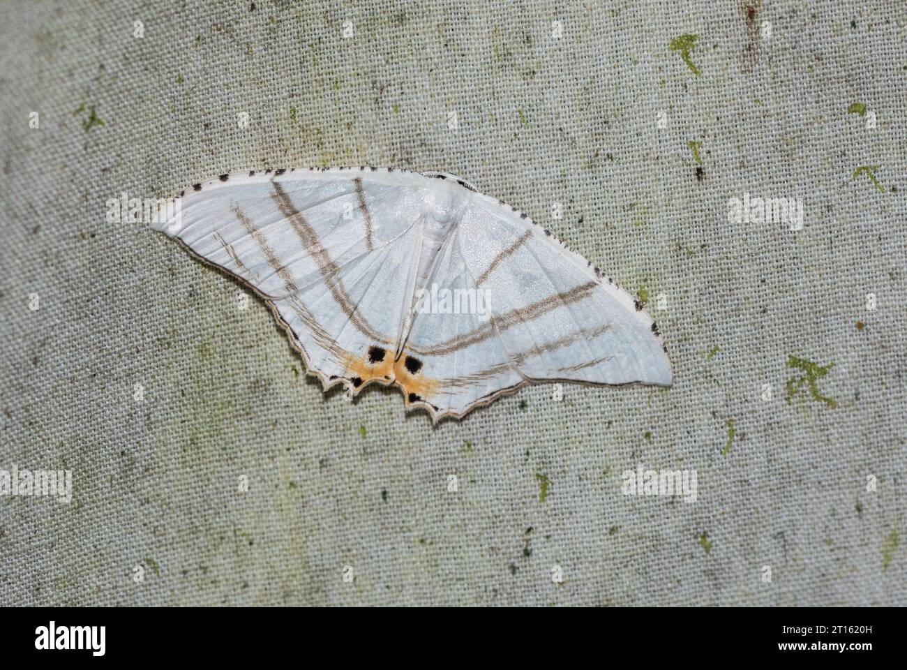 A Swallowtail moth (Morphomima/Epiplema albipennaria) on a moth trap in ...